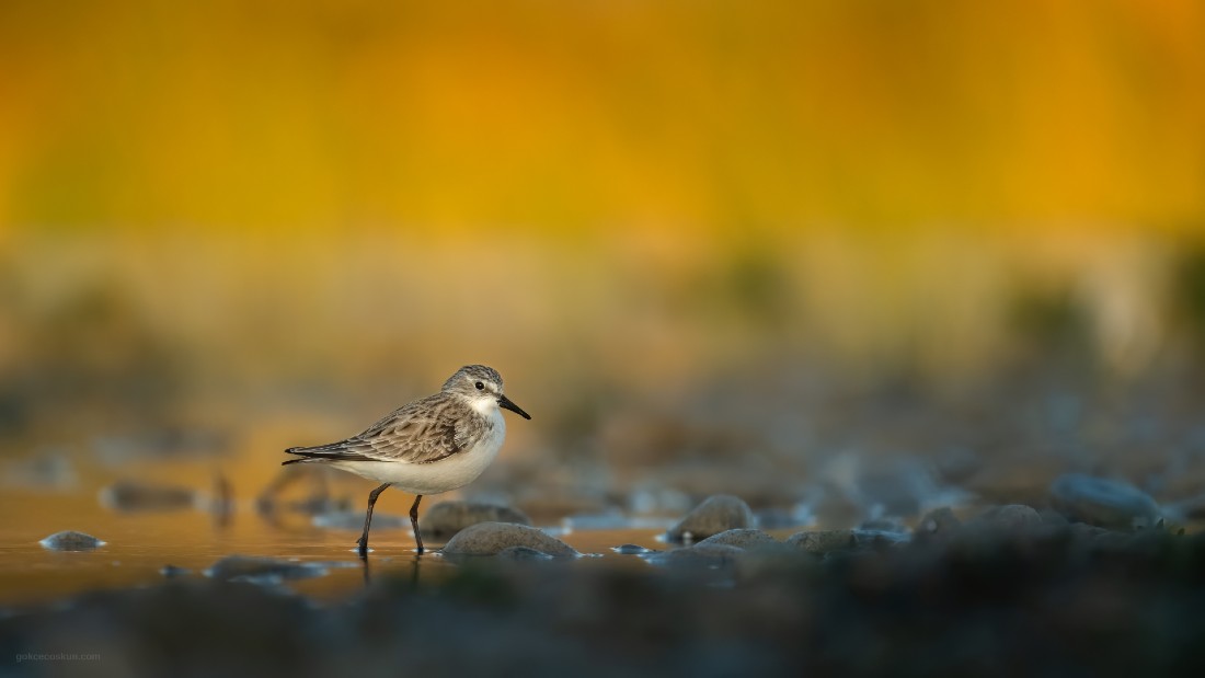 Kuş Fotoğrafçılığı - Fujifilm Shop