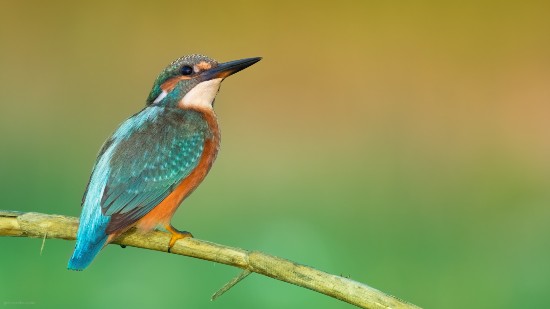 Kuş Fotoğrafçılığı - Fujifilm Shop